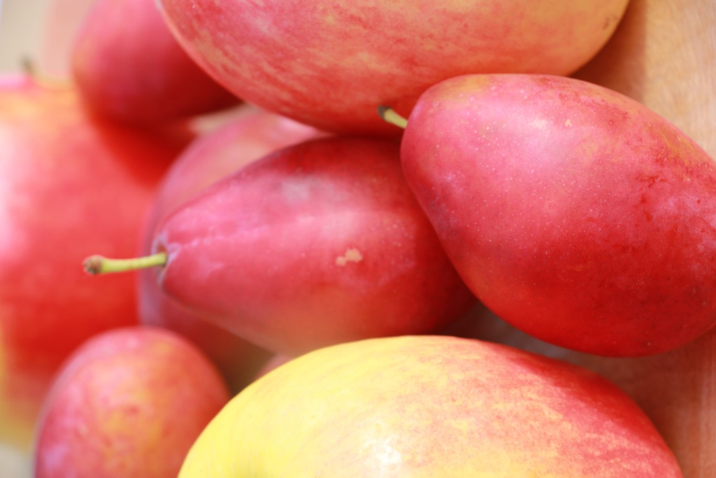 Giant Burbank Prune plums - Crumbs on the Table